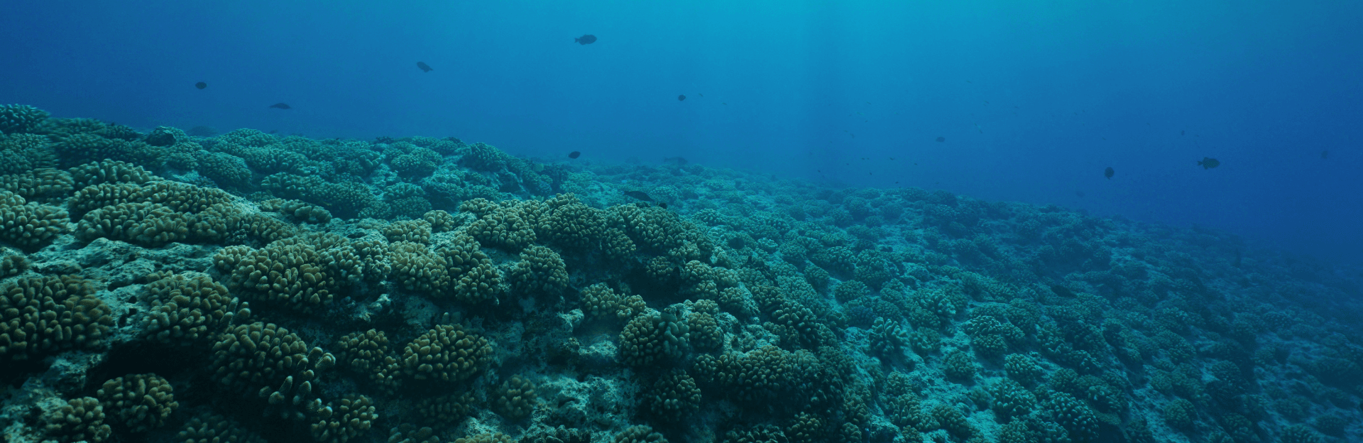 Voyis at Marine Autonomy & Technology Showcase - Voyis