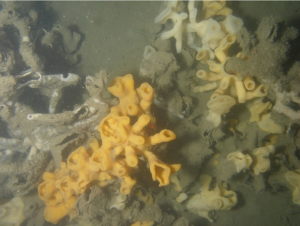 IMAGE Project: Reef Preservation in British Columbia - Voyis