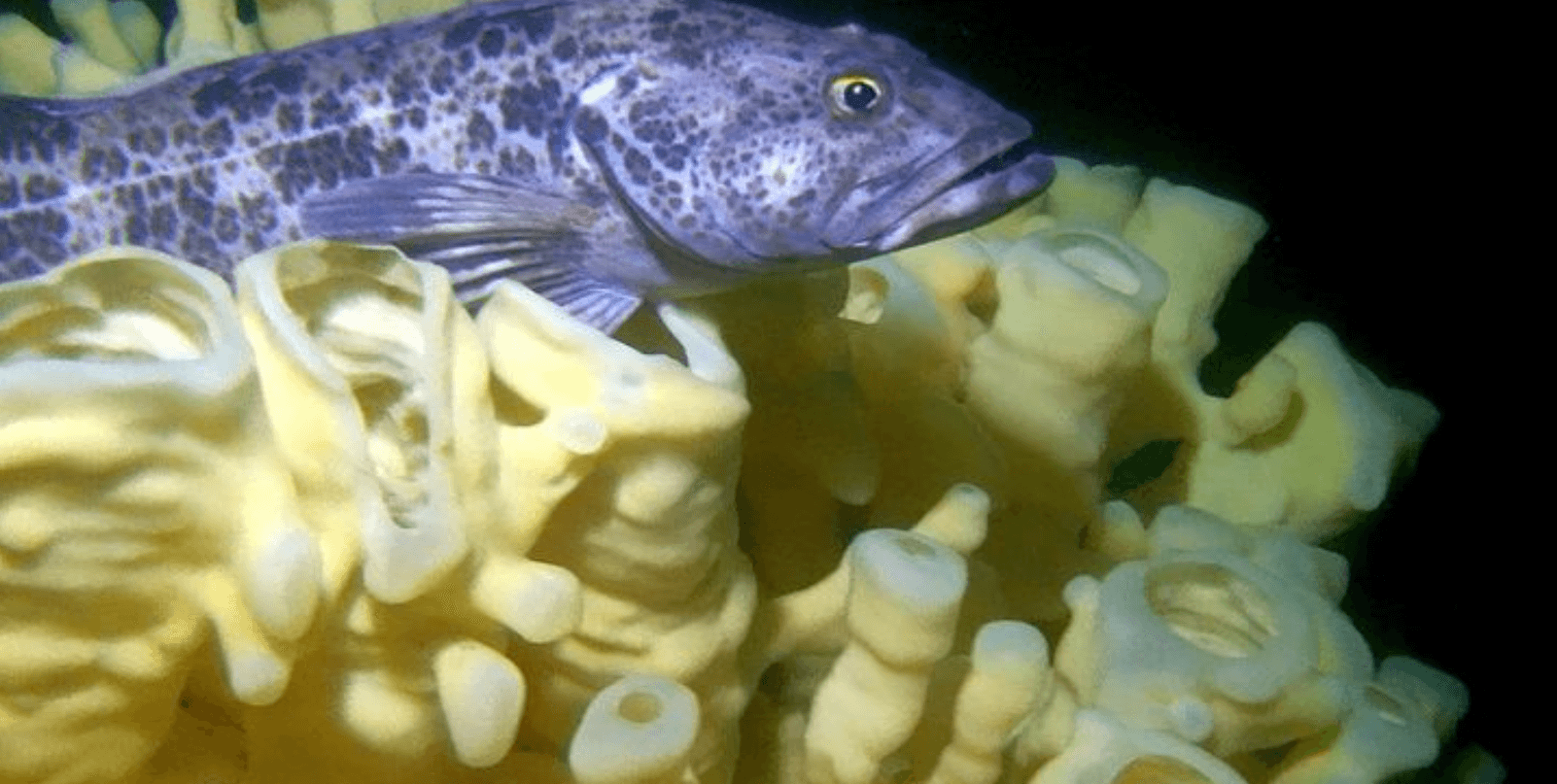 Interview: Adam Taylor - Marine Life Sanctuaries - Voyis