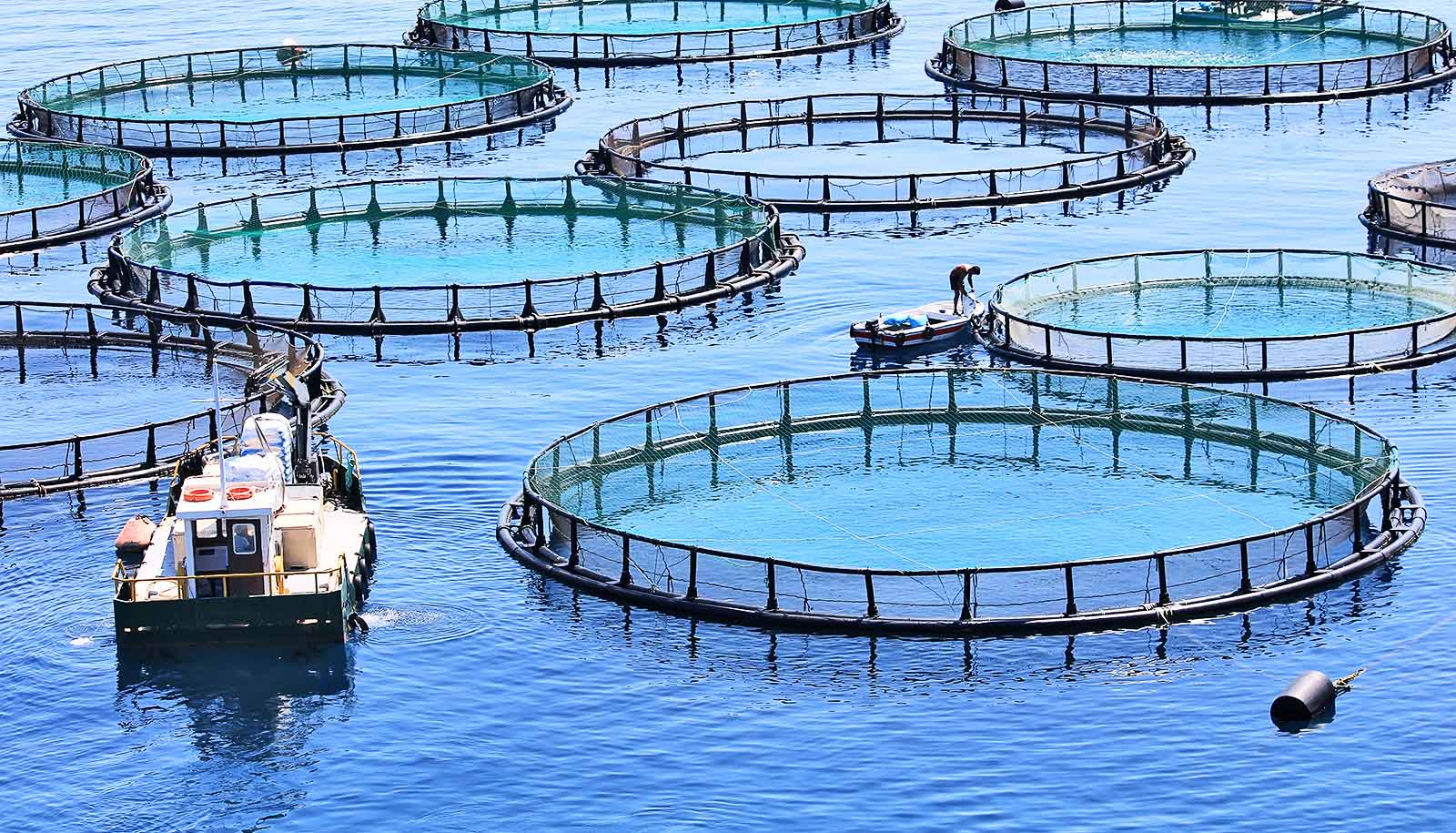 Precision Aquaculture: Leveraging Depth Perception for Fish Welfare and ...